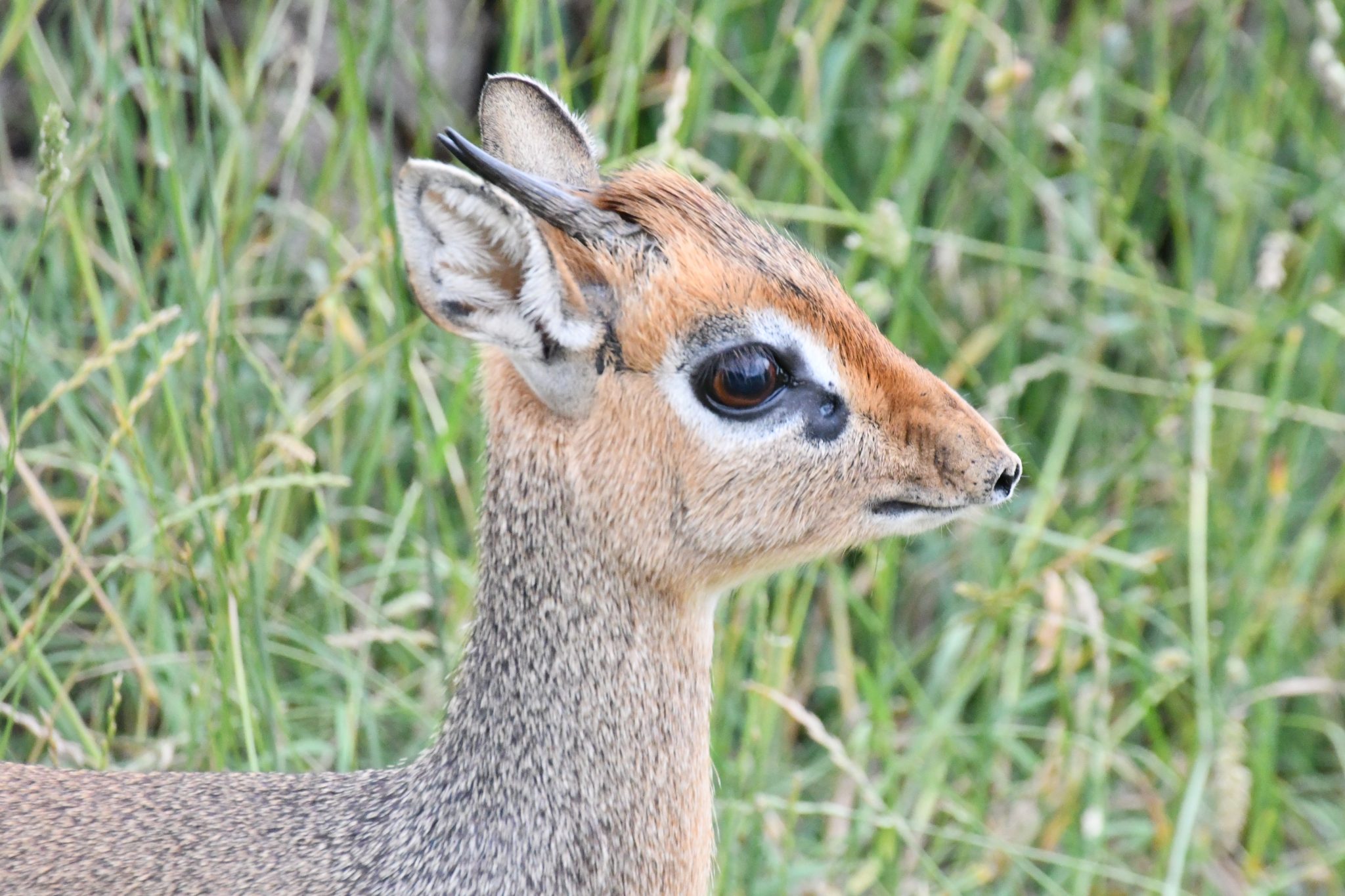 Vulturine Guinea Fowl - Backyard Poultry
